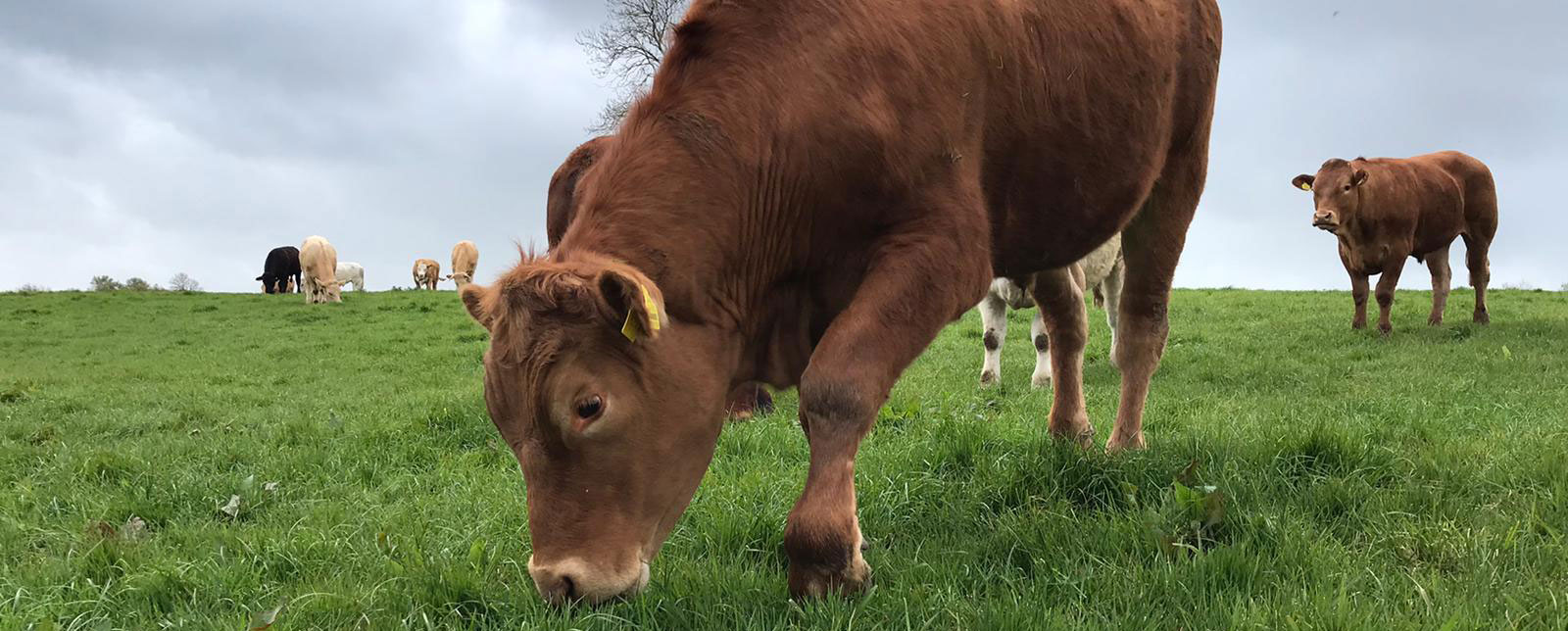 Irish Grassland Association IGA | Welcome